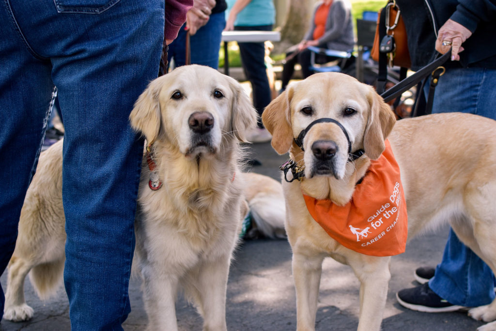 Dogs With Jobs | Sacramento Children's Museum